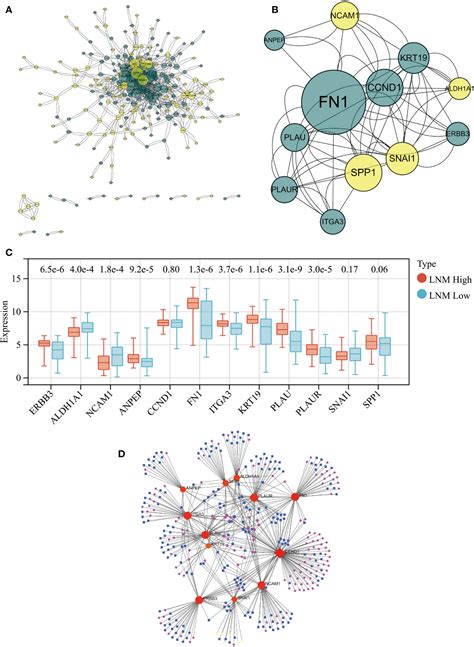 Frontiers Exploration And Validation Of Key Genes Associated With Early Lymph Node Metastasis