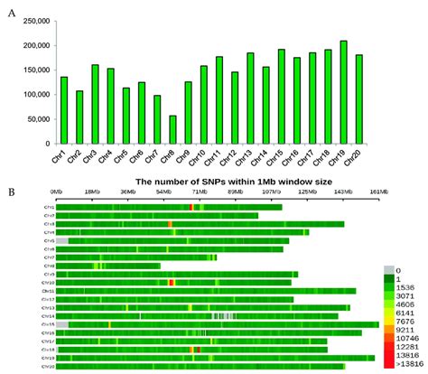 Single Nucleotide Polymorphisms Snp Distribution Across The 20
