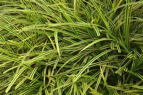 Small Screwpine Pandanus Pygmaeus Stock Image Image Of Green Growth 316223883