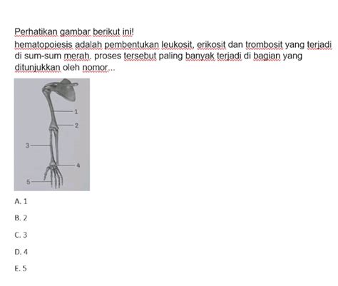 Perhatikan Gambar Berikut Ini Hematopoiesis Adalah Pembentukan Leukosit Erikosit Dan Trombosit