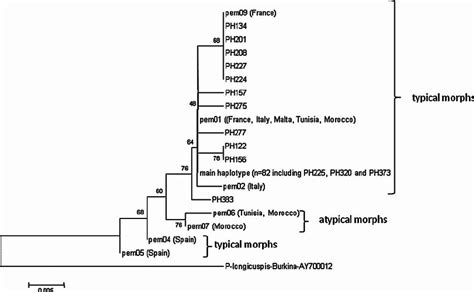 Neighbor Joining Tree Based On 279 Aligned Base Pairs Of The Cytochrome