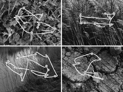 Examples Of Images Used In The Experiment Also Shown Are An Observers