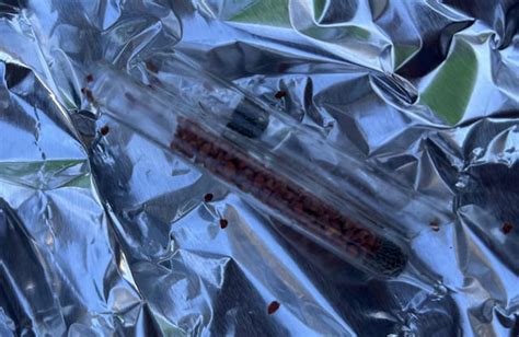 Weird Smoking Glass Vial Filled With Tiny Red Gravel Rwhatisthis