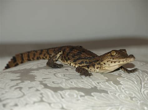 Exoticbg ЕКЗОТИЧНИ ЖИВОТНИ И ТЕРАРИСТИКА