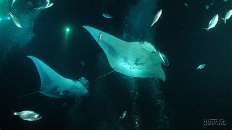 Blain Ray Manta Ray Advocates Hawaii