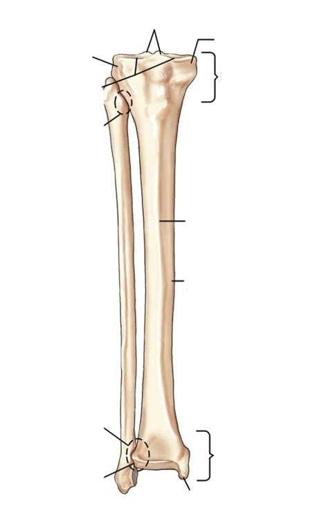 Tibia Anterior View Diagram Quizlet