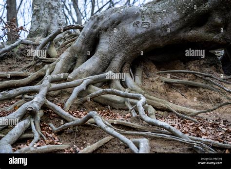 Underground Tree Roots Stock Photos Underground Tree Roots Stock Images Alamy