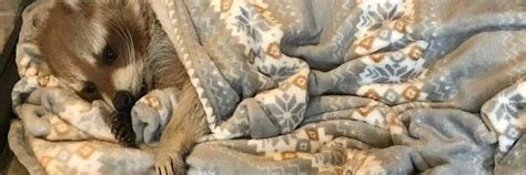 Pacheriggs Bsky Social On Bluesky