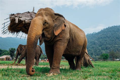The Blue Jasmine Leads Travellers To Ethical Elephant Encounters In