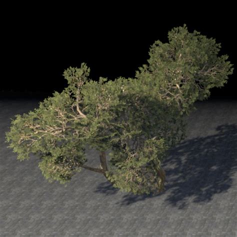 Online Trees Sprawling Juniper Cluster Uesp Wiki The Unofficial Elder Scrolls Pages