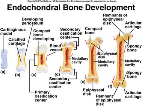 Intramembranous Ossification Vs Endochondral Ossification