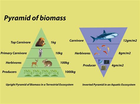 Ecological Pyramid Types And Limitations
