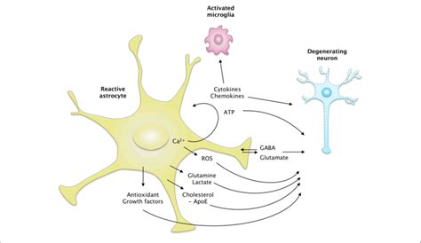Astrocyte Cell Diagram