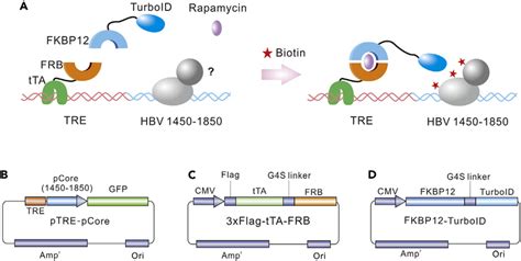 Establishment Of A TurboID Based Proximity Labeling System A Strategy Download Scientific