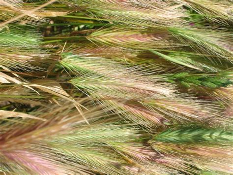 Foxtail The Grass Awn Project