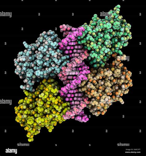 Tumour Suppressor P53 Complexed With Dna Deoxyribonucleic Acid Computer Model Showing The