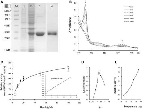 Expression And Biochemical Characterization Of Purified Recombinant
