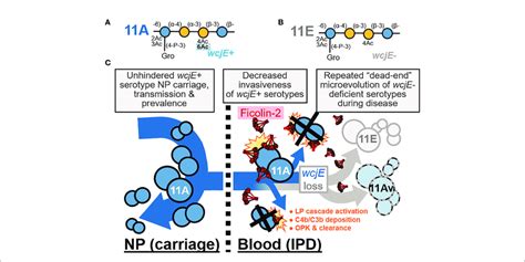 The Innate Capsule Specific Serological Protection Conferred By The Download Scientific