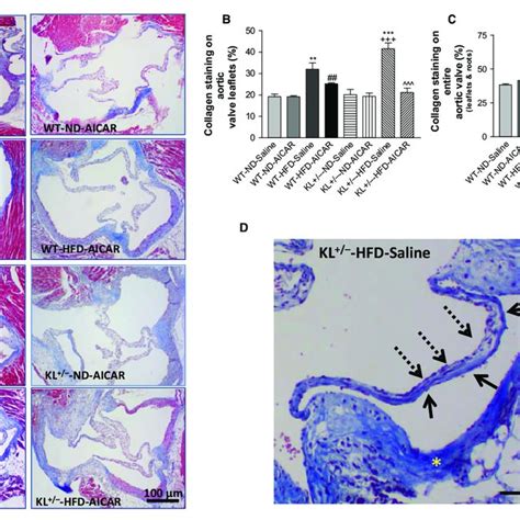 Klotho Deficiency Increased Runx2 Expression In Aortic Valves Via Download Scientific Diagram