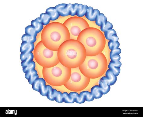 Illustration Of The Blastocyst Formation And Implantation This
