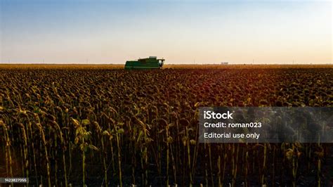 콤바인의 실루엣보기 수확기 기계 수확 잘 익은 해바라기 0명에 대한 스톡 사진 및 기타 이미지 0명 거친 필름 효과 건조한 Istock