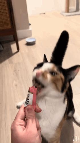Cat Yummy  Cat Yummy Eating Cat Discover And Share S