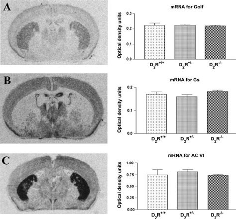 Expression Of MRNAs For The Sub Units Of Stimulatory G Proteins G