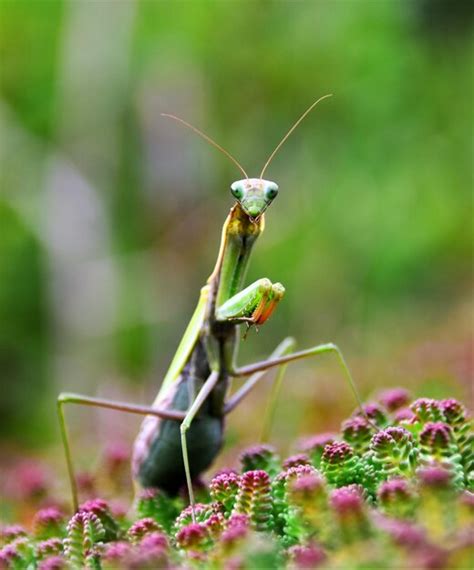 Premium Photo Mantodea