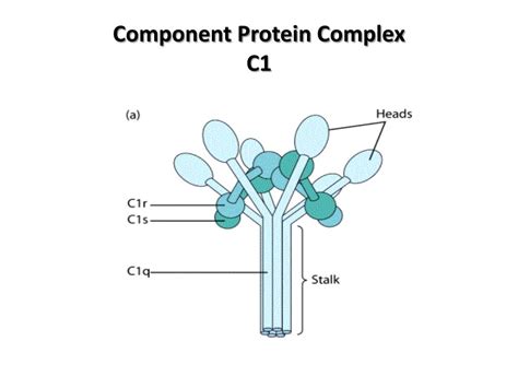 Ppt The Complement System Powerpoint Presentation Free Download Id 1936111