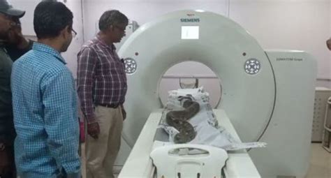 Watch Rare CT Scan Of Critically Injured Python Done In Odisha Capital Odishabytes