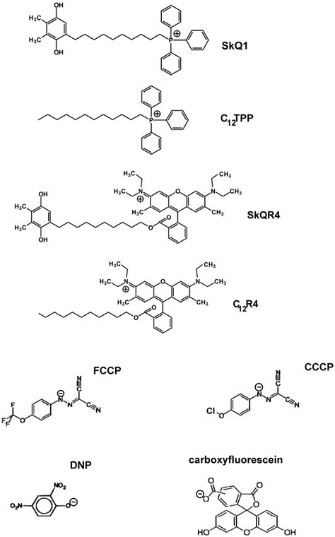 Chemical Structures Of C12tpp Skq1 Skqr4 C12r4 Fccp Cccp Dnp And Download Scientific