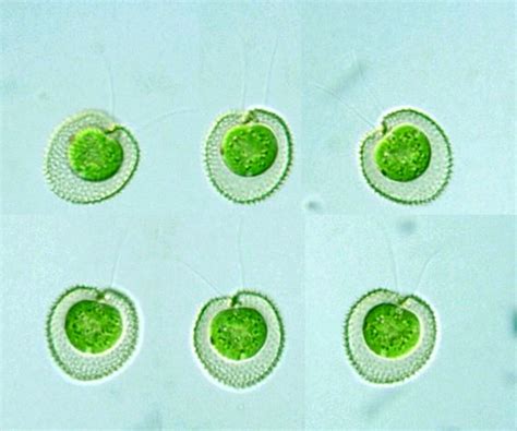 Phycokey Dysmorphococcus Images
