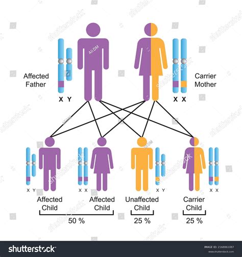 Autosomal Recessive Inheritance Images Stock Photos Vectors Shutterstock