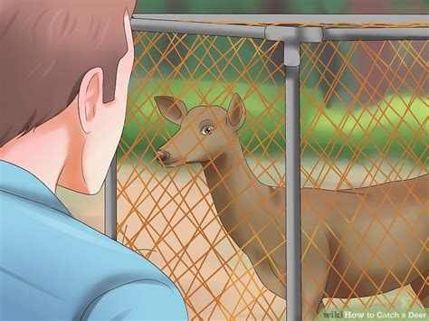 3 Ways To Catch A Deer WikiHow