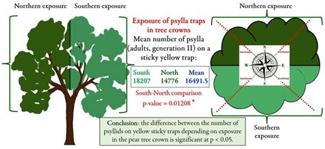 The Average Number Of Psyllids On A Yellow Sticky Trap Average Value