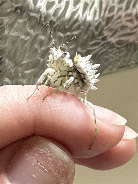 Best Florges Posts Reddit