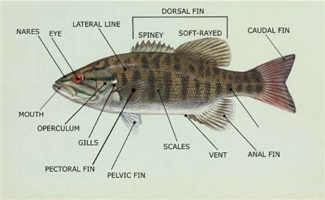 Fish Anatomy Internal And External Diagrams N1 Outdoors