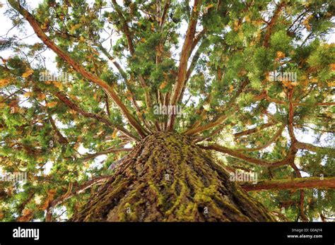 Sequoia Tree Branch Hi Res Stock Photography And Images Alamy