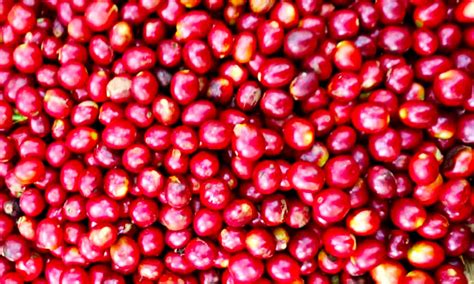 Ugandan coffee: a coffee guide - Infinite International