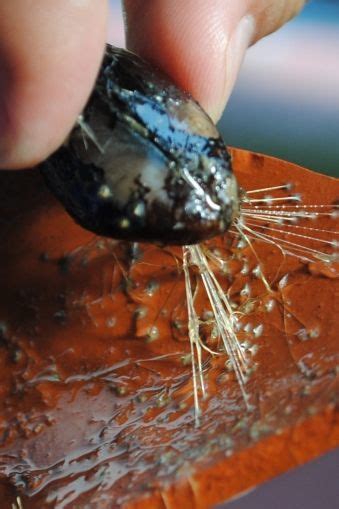 Sex In The Sea Bloomscool