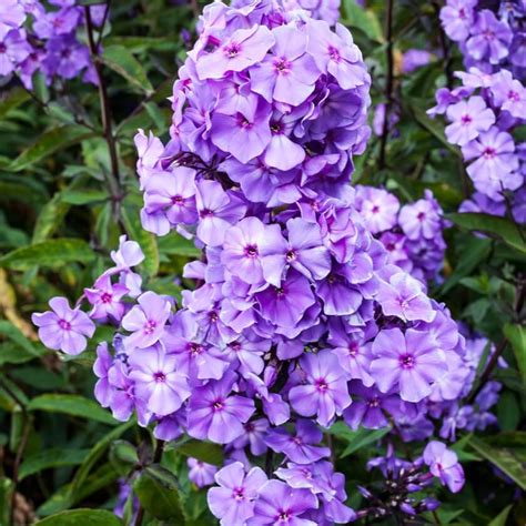 Hydrangea Paniculata Oder Helle Blüte Und Rosa Phlox Jjfeh