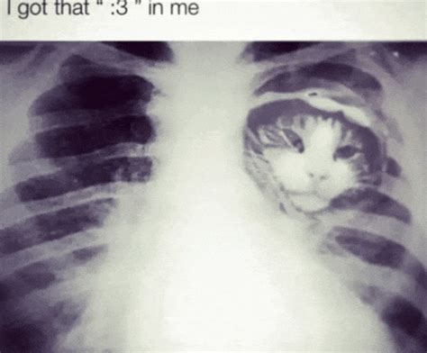 Cat Cat Meme Meme Cat Cat Meme Discover And Share S