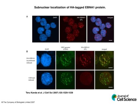 subnuclear localization of ha tagged ebna1 protein ppt download