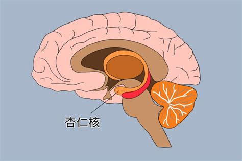 杏仁核在大脑的哪个位置 百度健康·医学科普