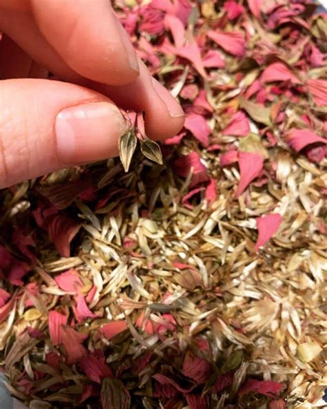 How To Harvest Zinnia Seeds When And How To Do It Right