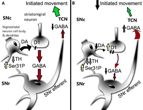 Compensatory Response In Substantia Nigra SN To Maintain Dopamine Download Scientific Diagram