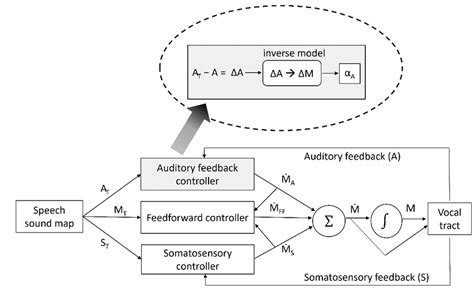 Schematic Of The Diva Model Adapted From Guenther 2016 The Inset Download Scientific