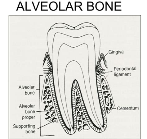 Histology Alveolar Bone Flashcards Quizlet