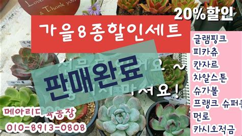 메아리다육농장가을맞이 8종 할인 세트 Youtube