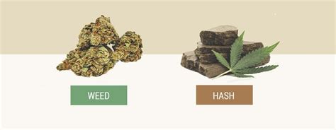 Hash Vs Weed What Is The Difference Between The Two Cbdication